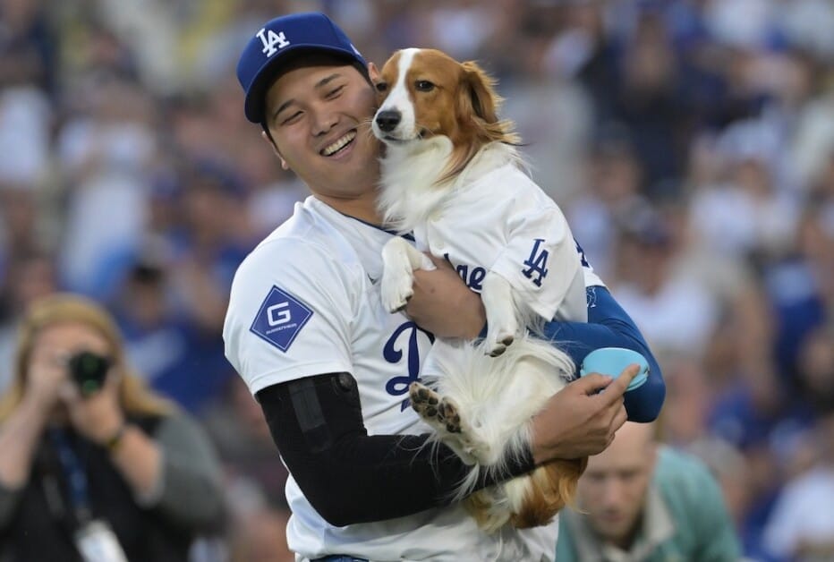 What Kind Of Dog Shohei Ohtani Has & More Details On Decoy - SportsCity.com